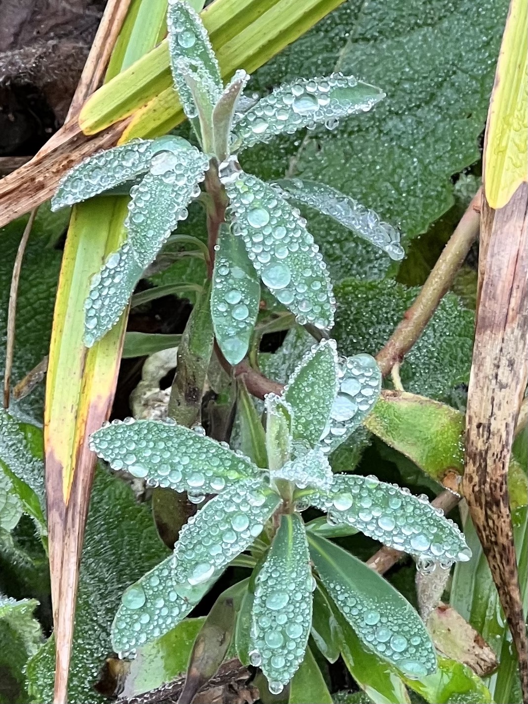 10. First Nations Assessment Program - Rural Teachers